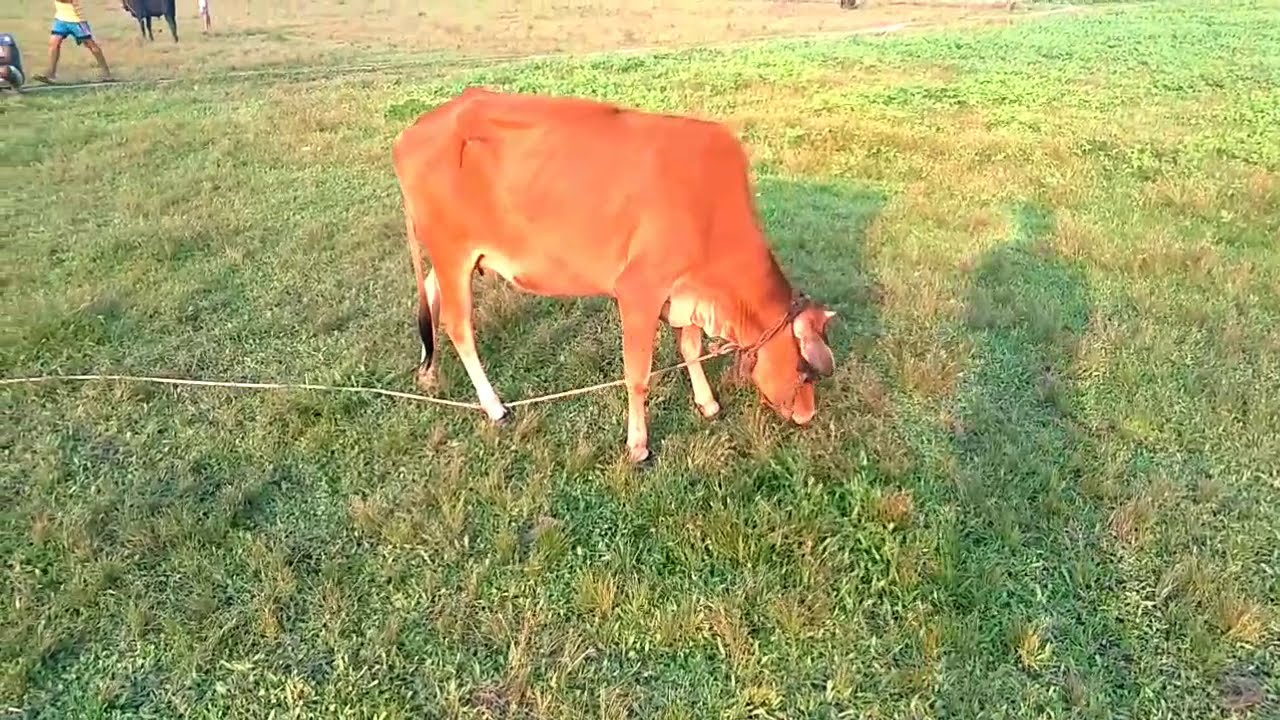 Most amazing red cow video in the world।। cow video।।Animal resources ...