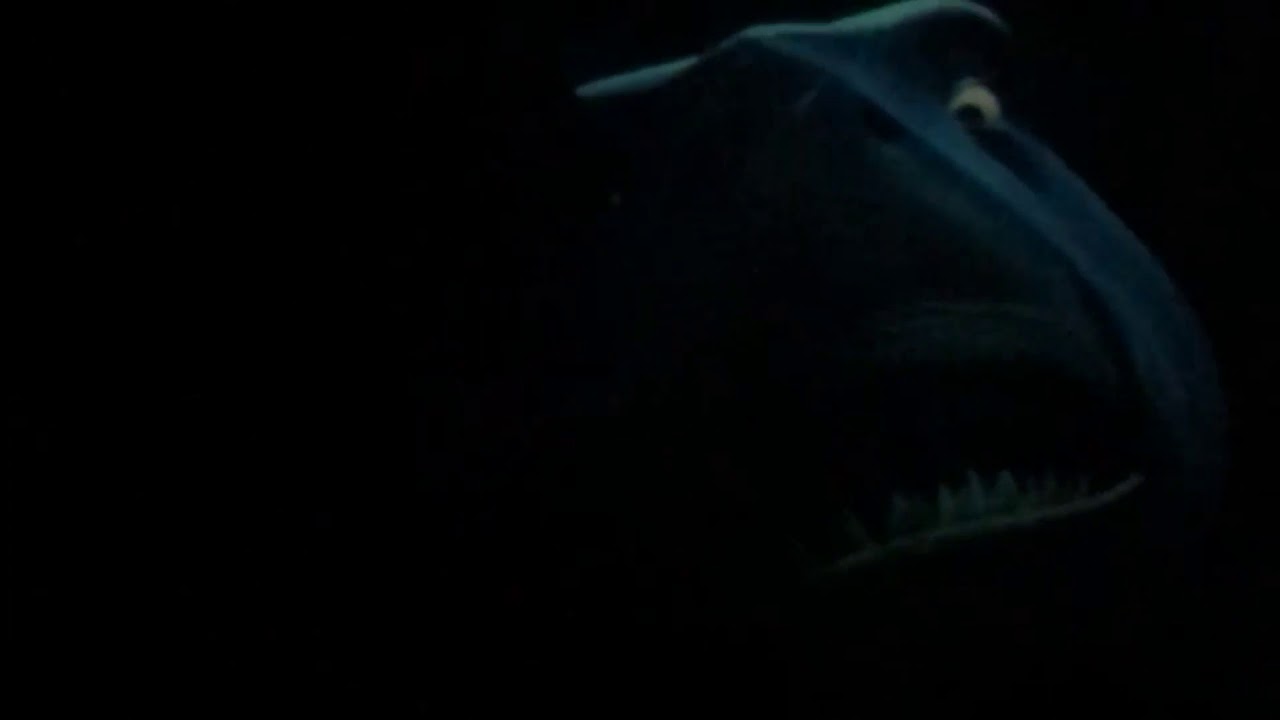 Finding Nemo Submarine Voyage - YouTube