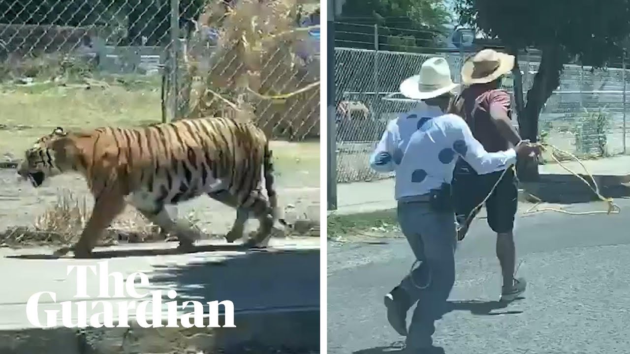 Escaped tiger caught with lasso on streets of Guadalajara - YouTube