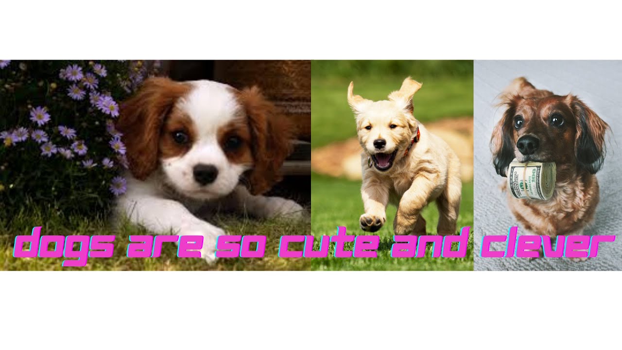 Dogs are cute and clever animals - YouTube