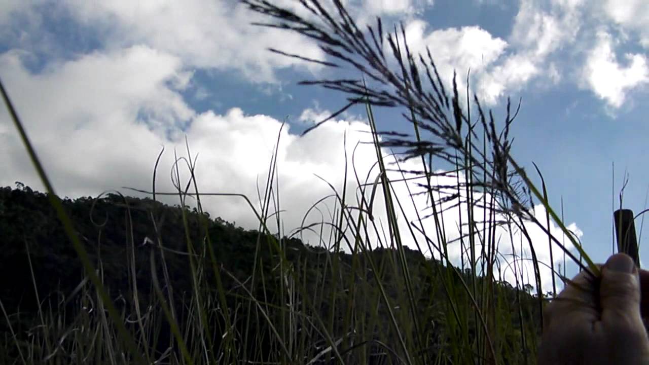Vetiver Brasil - Vetiver Flowers - YouTube