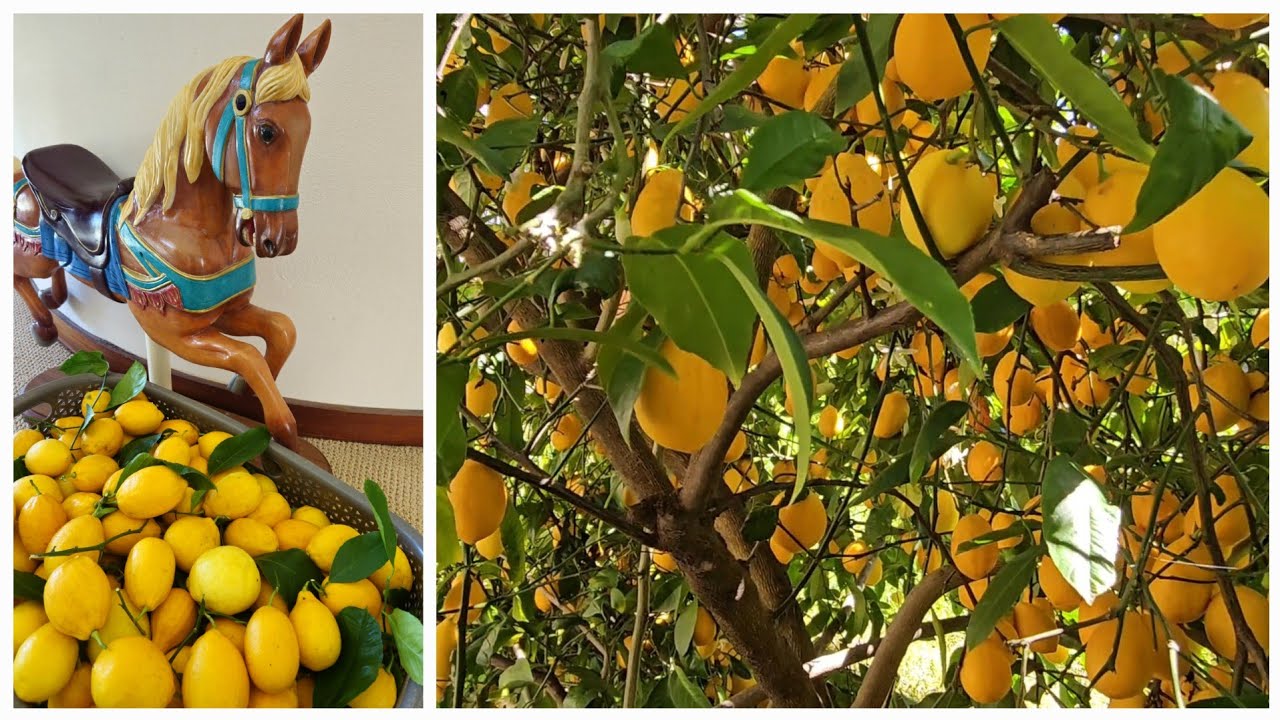 So Many Lemons | Bumper Crop - YouTube
