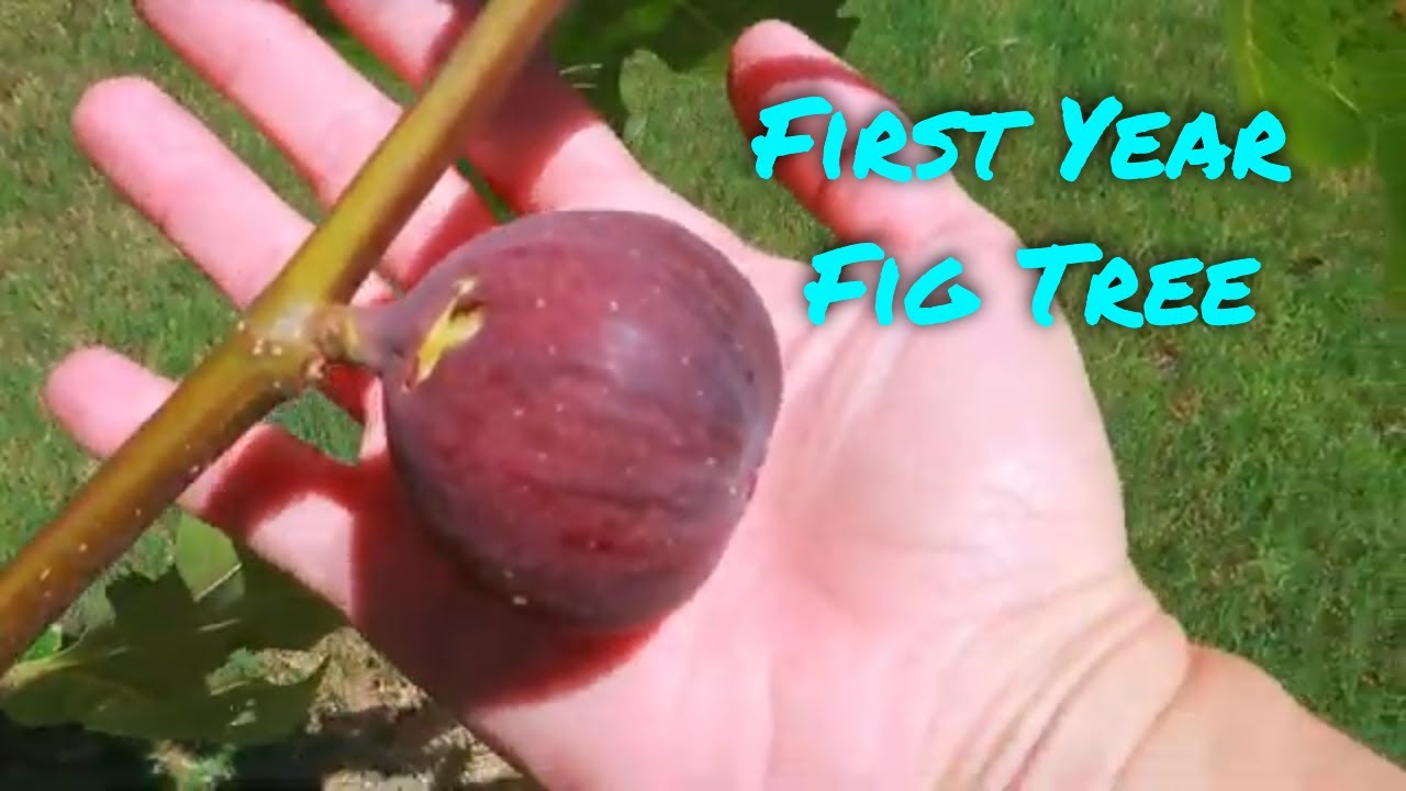 First Year Big Giant Fig Tree - YouTube