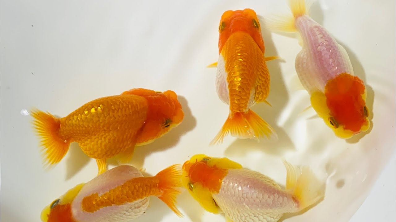 Ranchu về full shop, ranchu , oranda có đủ - YouTube