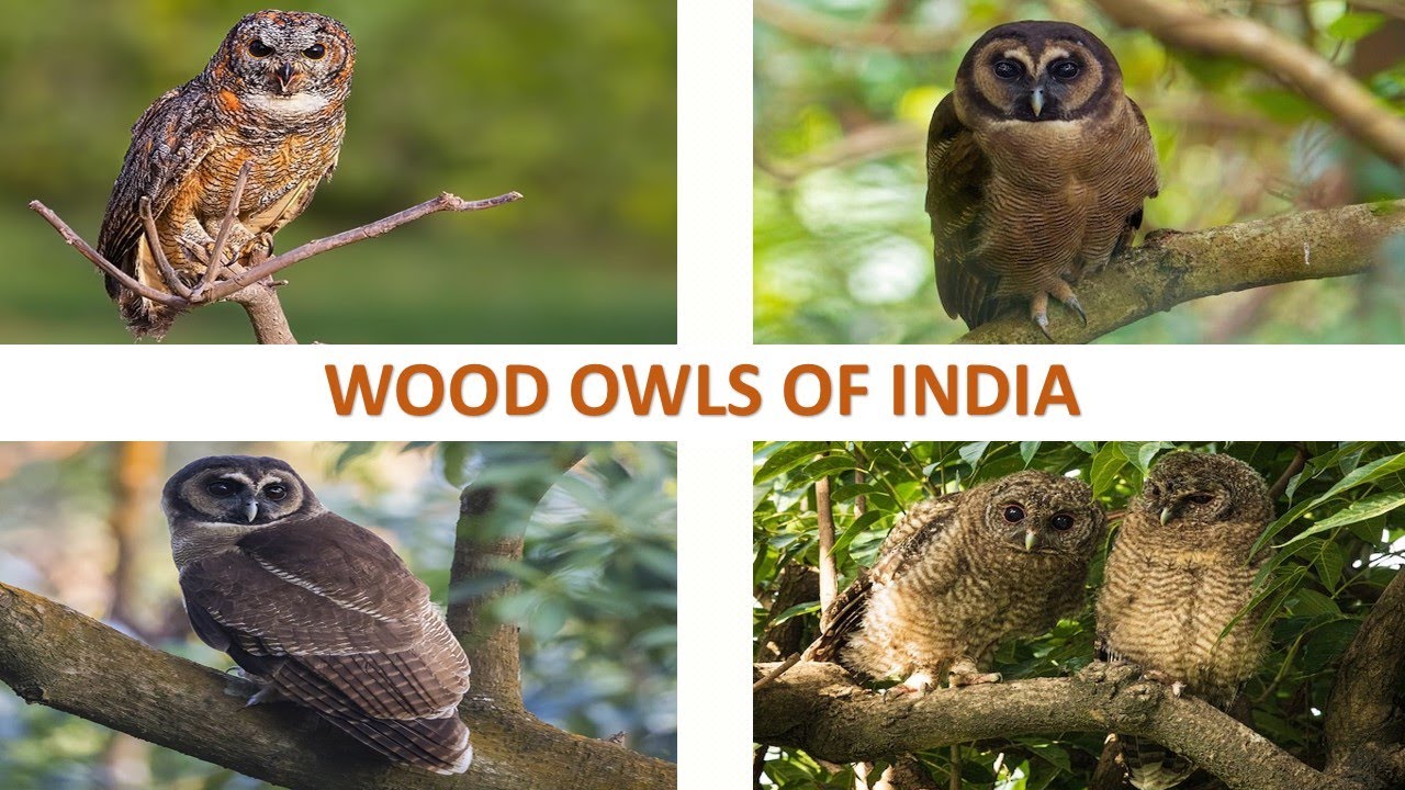 Wood Owls of India 🇮🇳 | Wood Owls | Raptors | Owls - YouTube