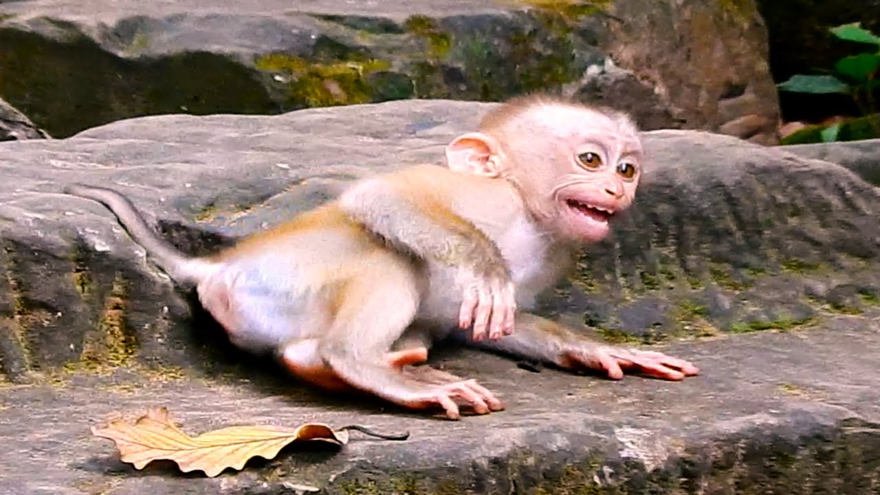 Adorable Leo feeling deep cry angry Libby so much, Why mother try to ...