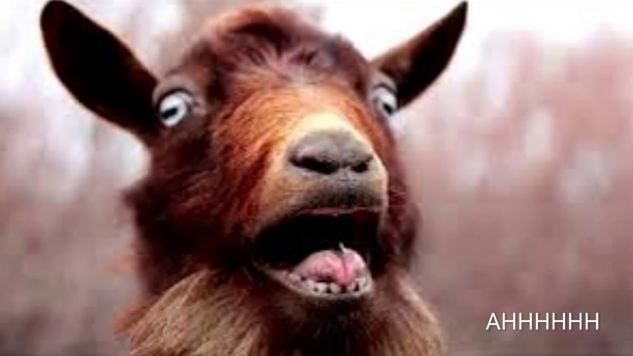 Screaming Goat Song