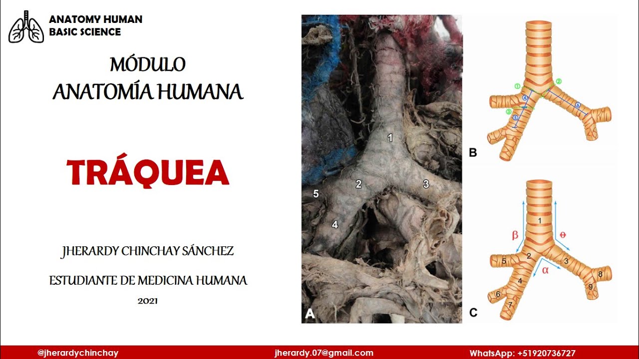 ANATOMIA DE LA TRAQUEA - YouTube