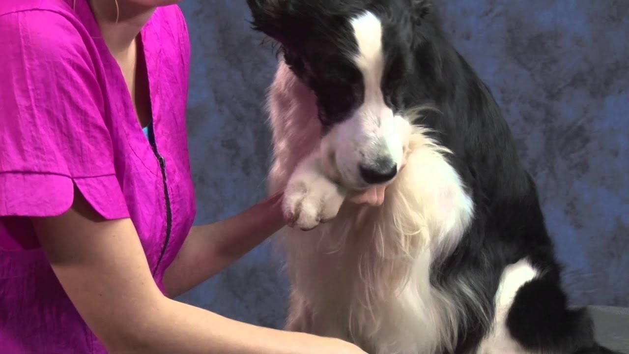How to Trim a Pet Foot vs a Show Foot On a Springer Spaniel - YouTube