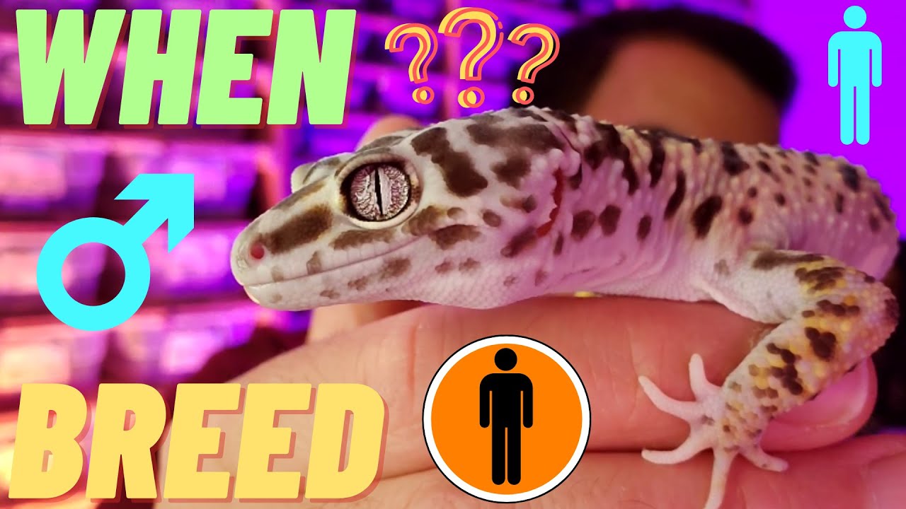 Adult Male Leopard Gecko