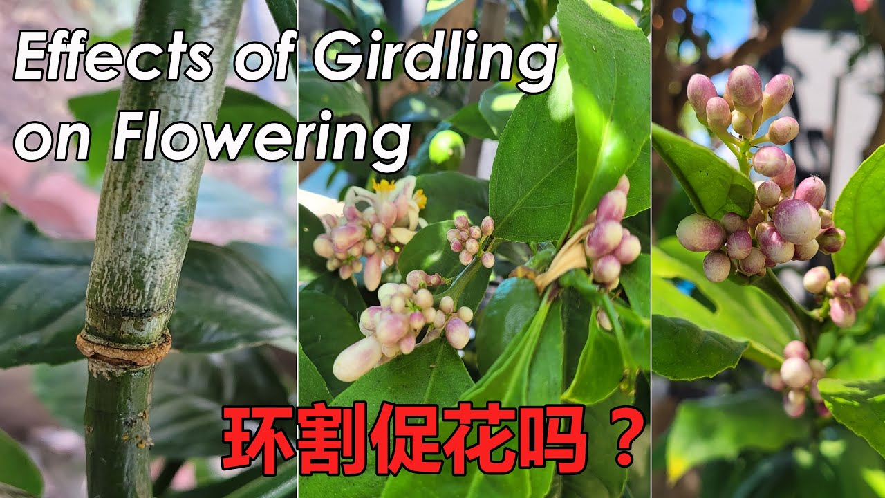 Does Girdling Promote Flowering | Effect of Girdling on Flowering | How ...
