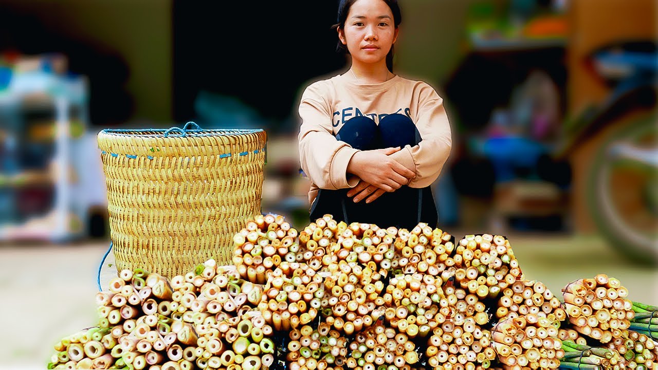 Close-up of harvesting fresh bamboo shoots sold at the market | Huyen ...