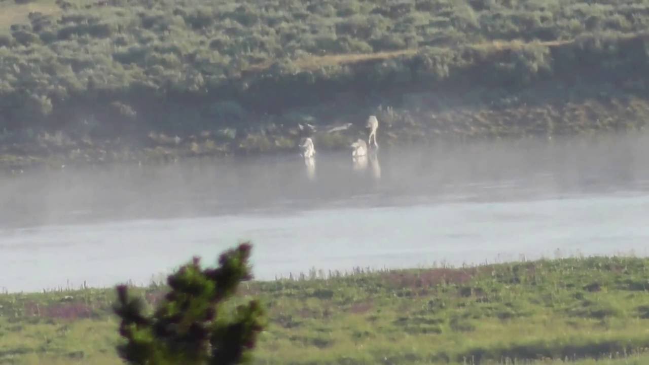 Wapiti Wolf Pack with 755M crossing river - YouTube