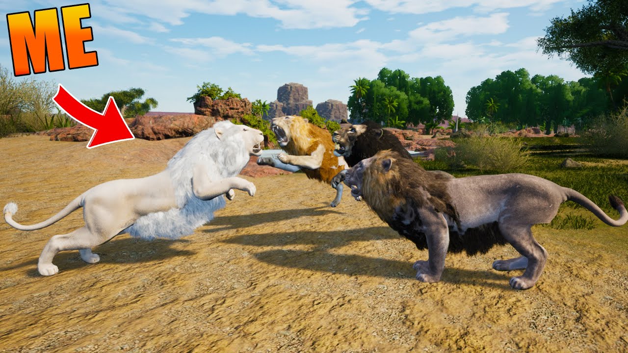 The Life of a Elder Lion - Animalia Survival - YouTube