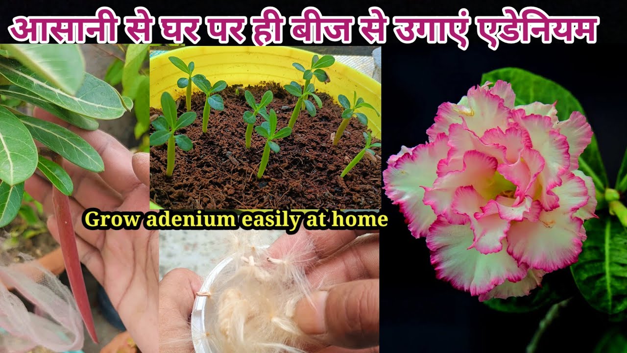 How To Grow Adenium From Seeds / Desert Rose Seeds Germination - YouTube
