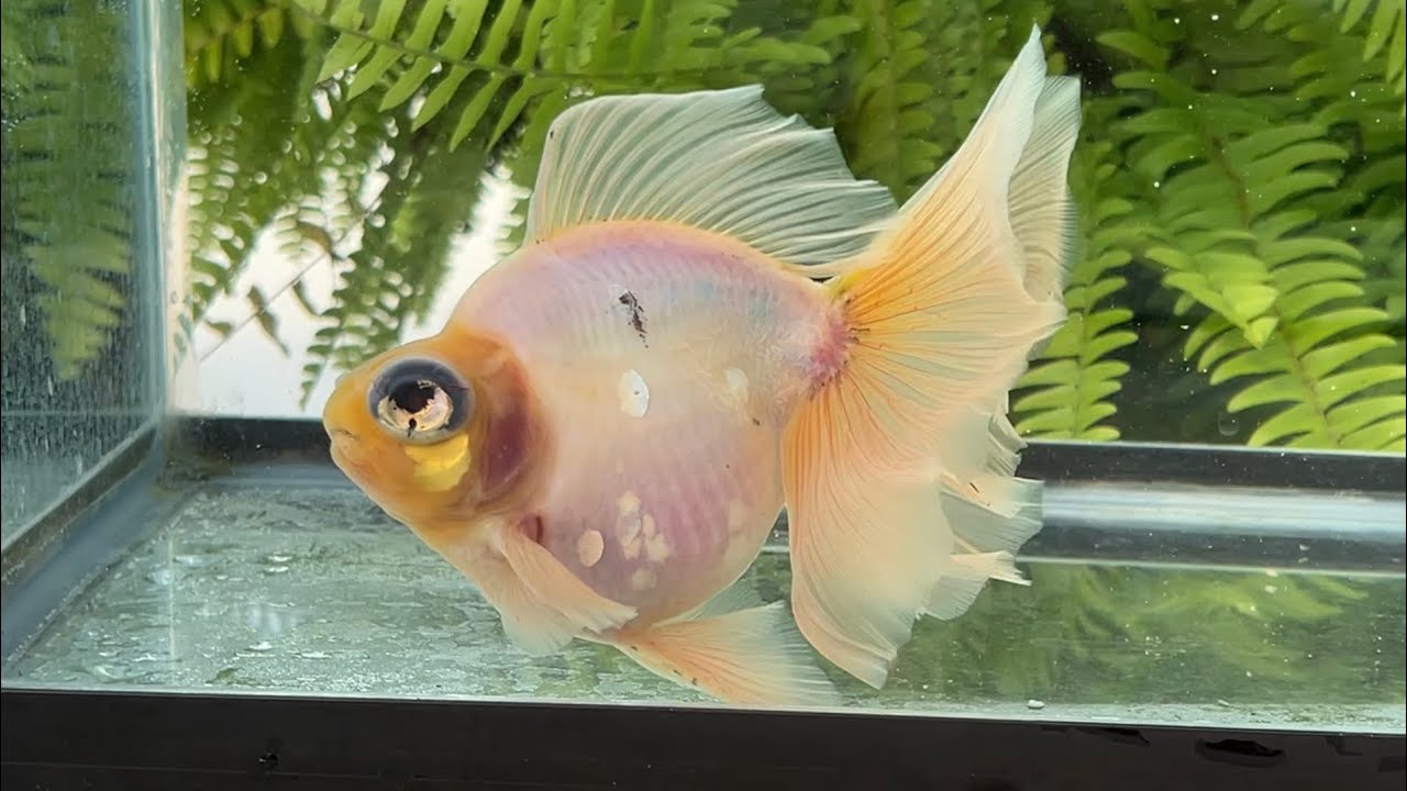 Zhao’s Deep Body Telescope Butterfly goldfish🥰 - YouTube