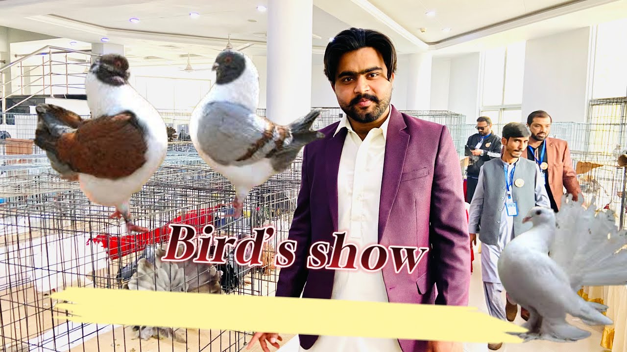 Bird show in agriculture || fancy birds🤯 - YouTube