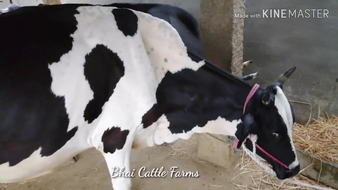 Hf and Ongole cross cow milking 10 litres a day - YouTube