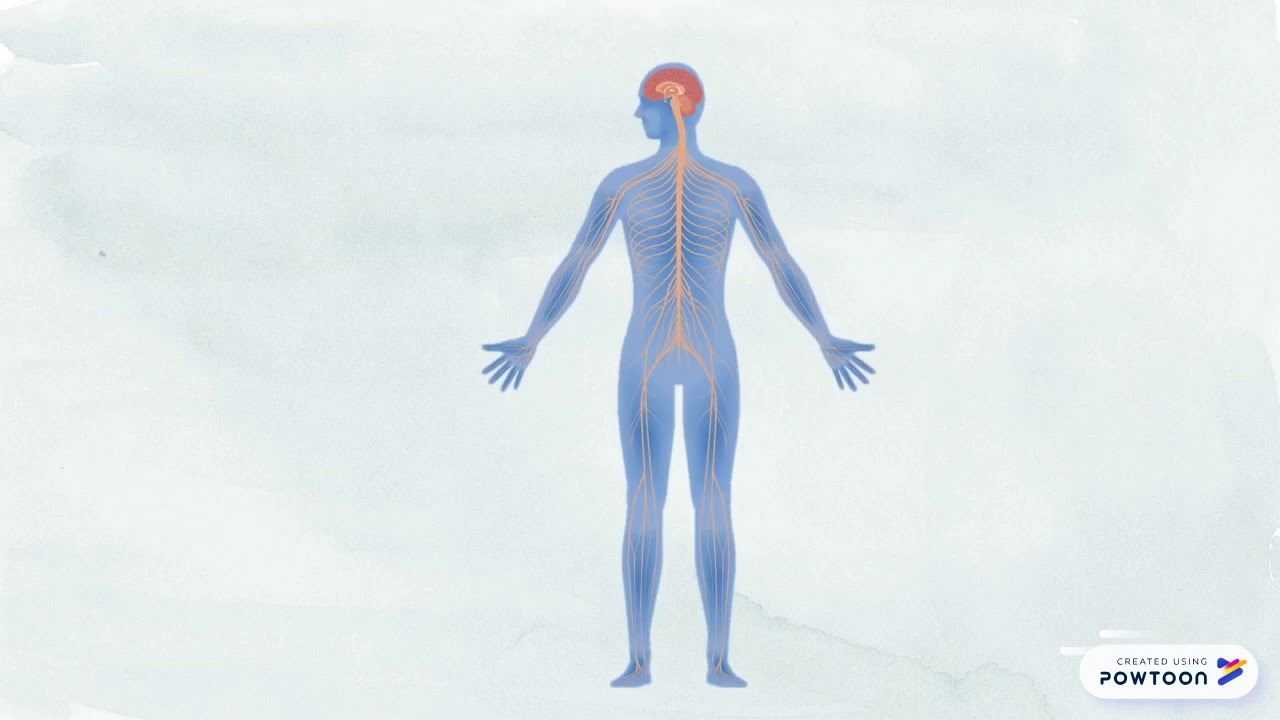 Homeostasis in the Nervous System - YouTube