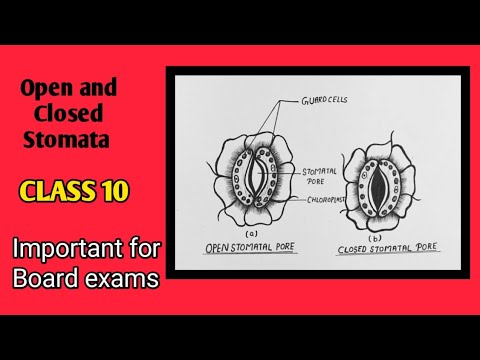 class 10 open and closed stomata diagram|important science diagrams for ...