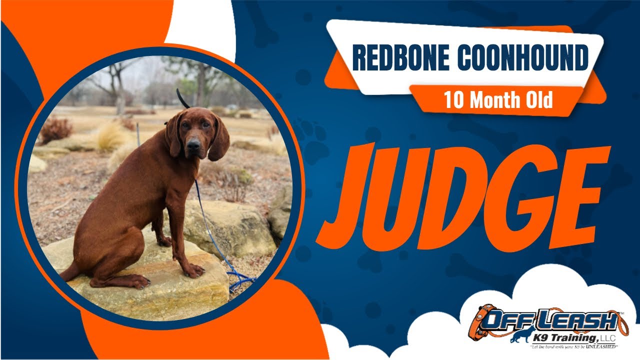 10 Month Old Coonhound | Best Coonhound Training | Off Leash K9 | Board ...