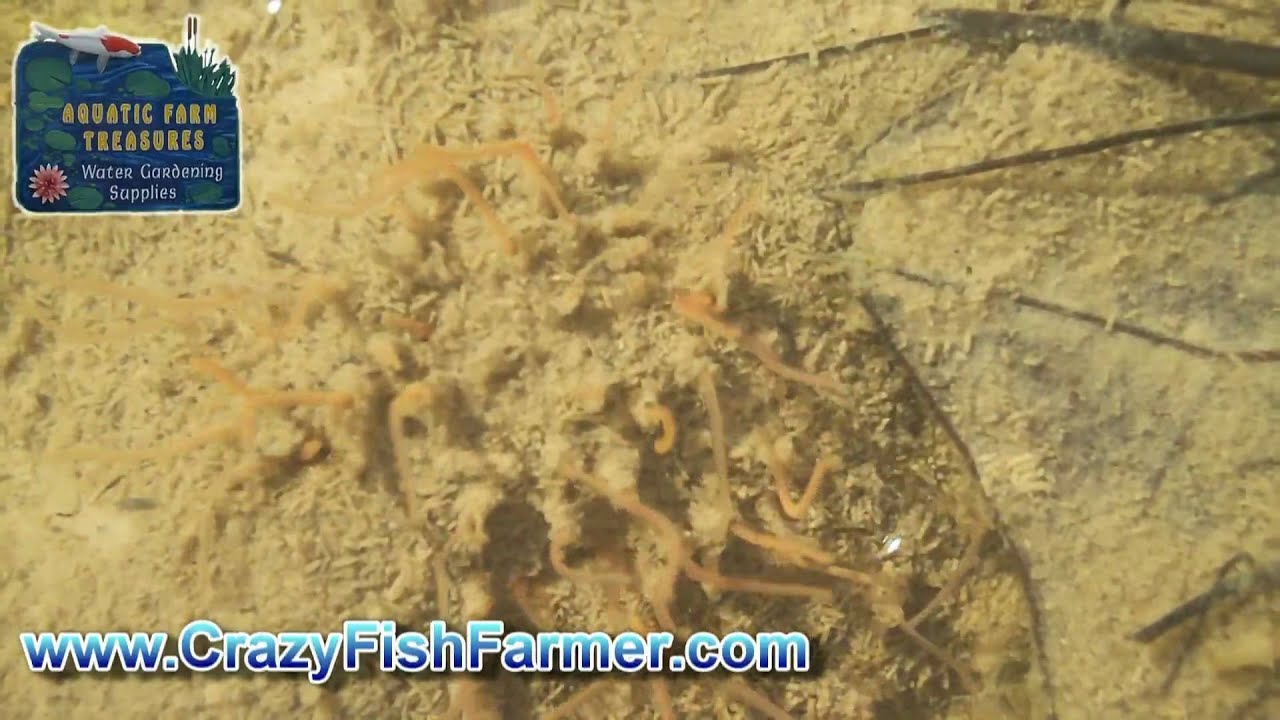 Spring Peeper Pseudacris crucifer tad poles , blood worms, the larvae ...