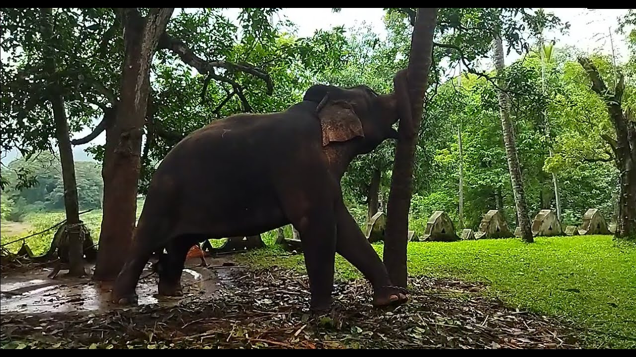 elephant try to pushing down tree / Irritate Asian Elephant - YouTube
