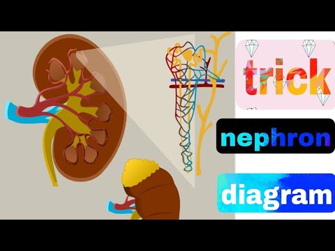 trick to draw nephron diagram - YouTube