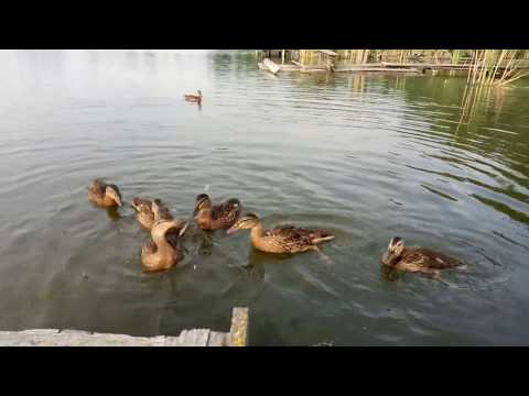 Wild duck in Ukraine