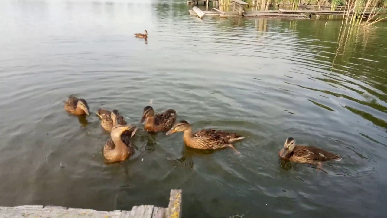 Wild duck in Ukraine - YouTube