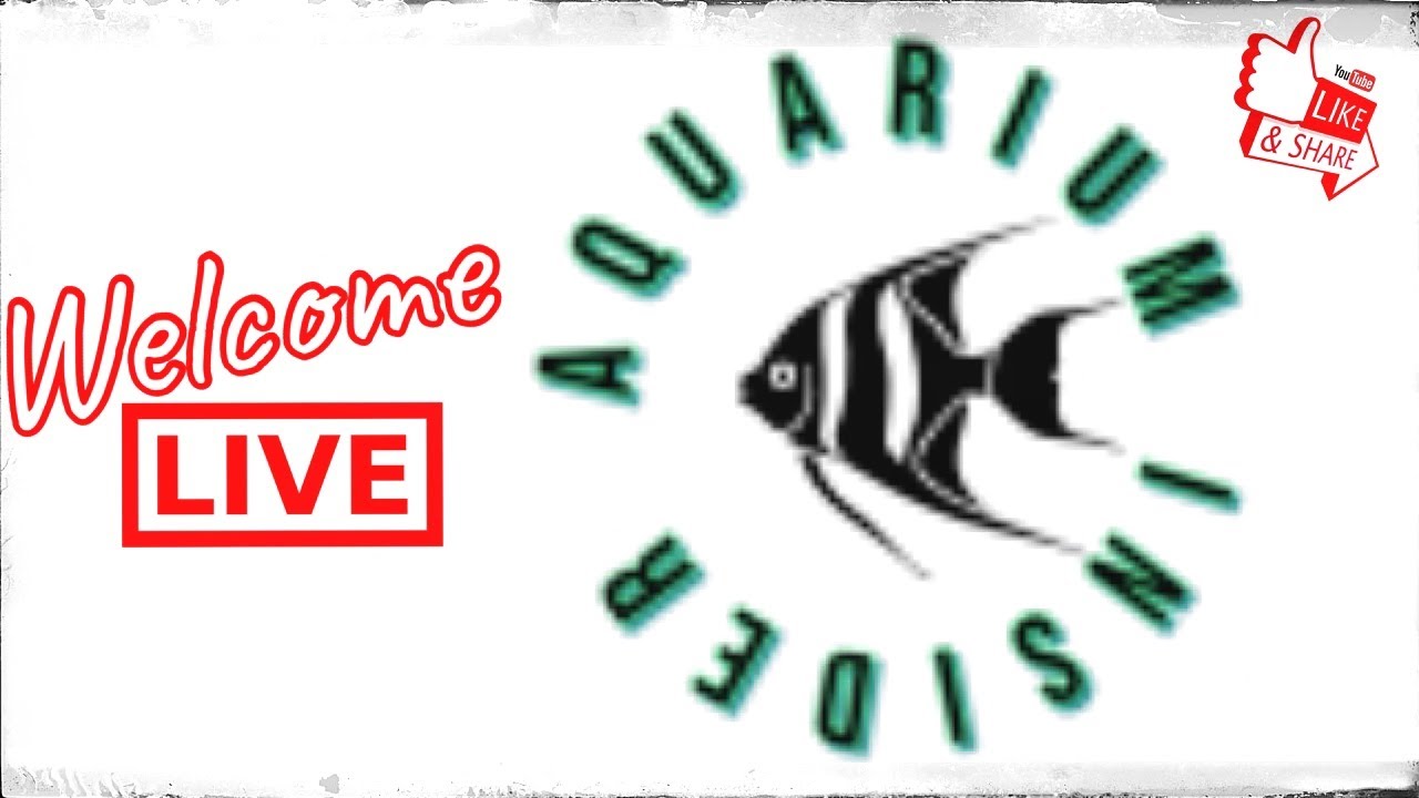 Excited to welcome Aquarium Insider! - YouTube