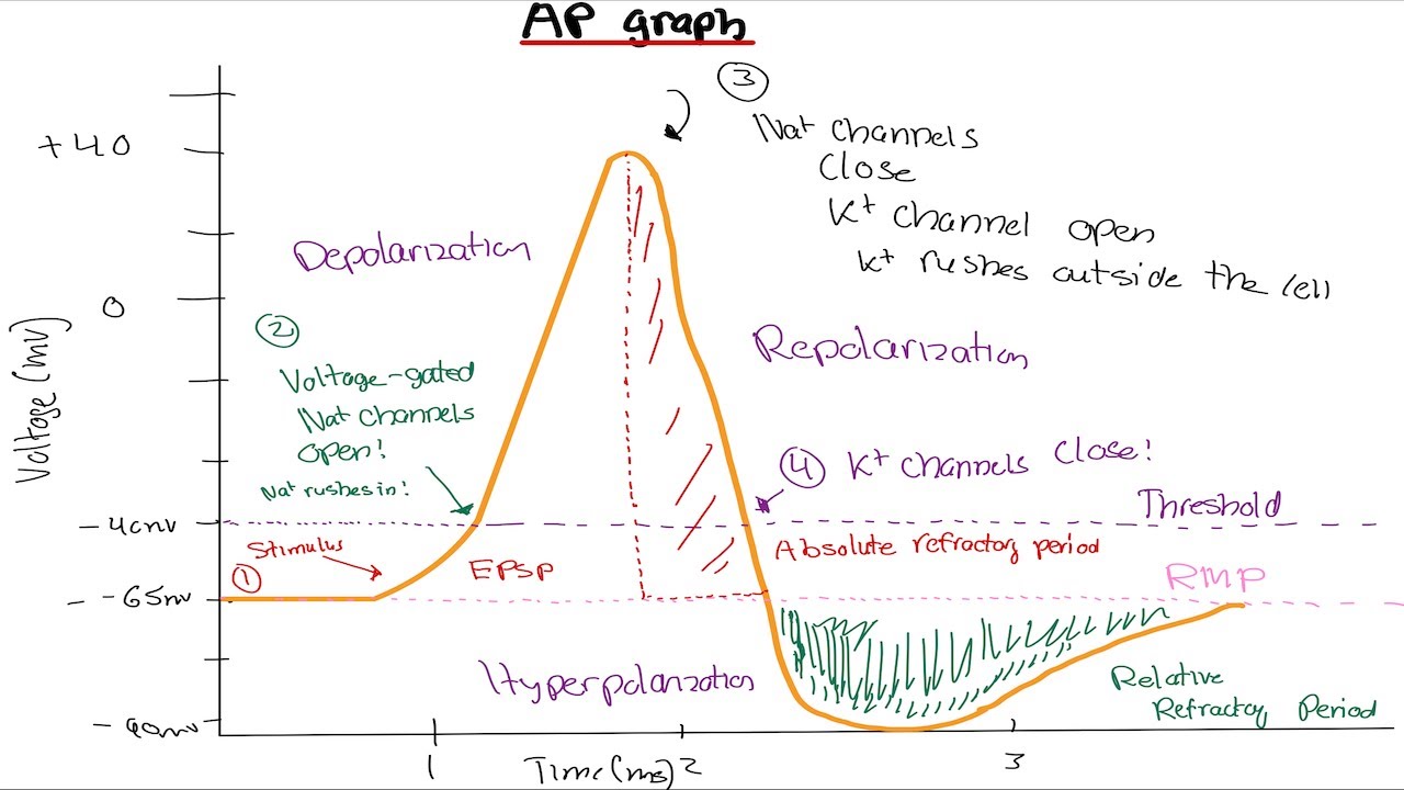 Physiology Action Potential Graph Made Simple YouTube