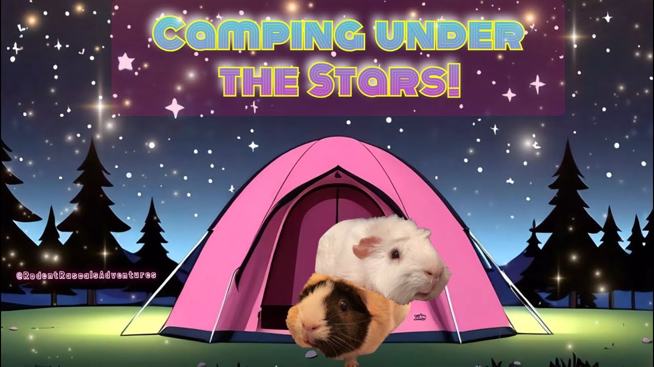 Guinea Pigs Camping Under the Stars #guineapigfun - YouTube