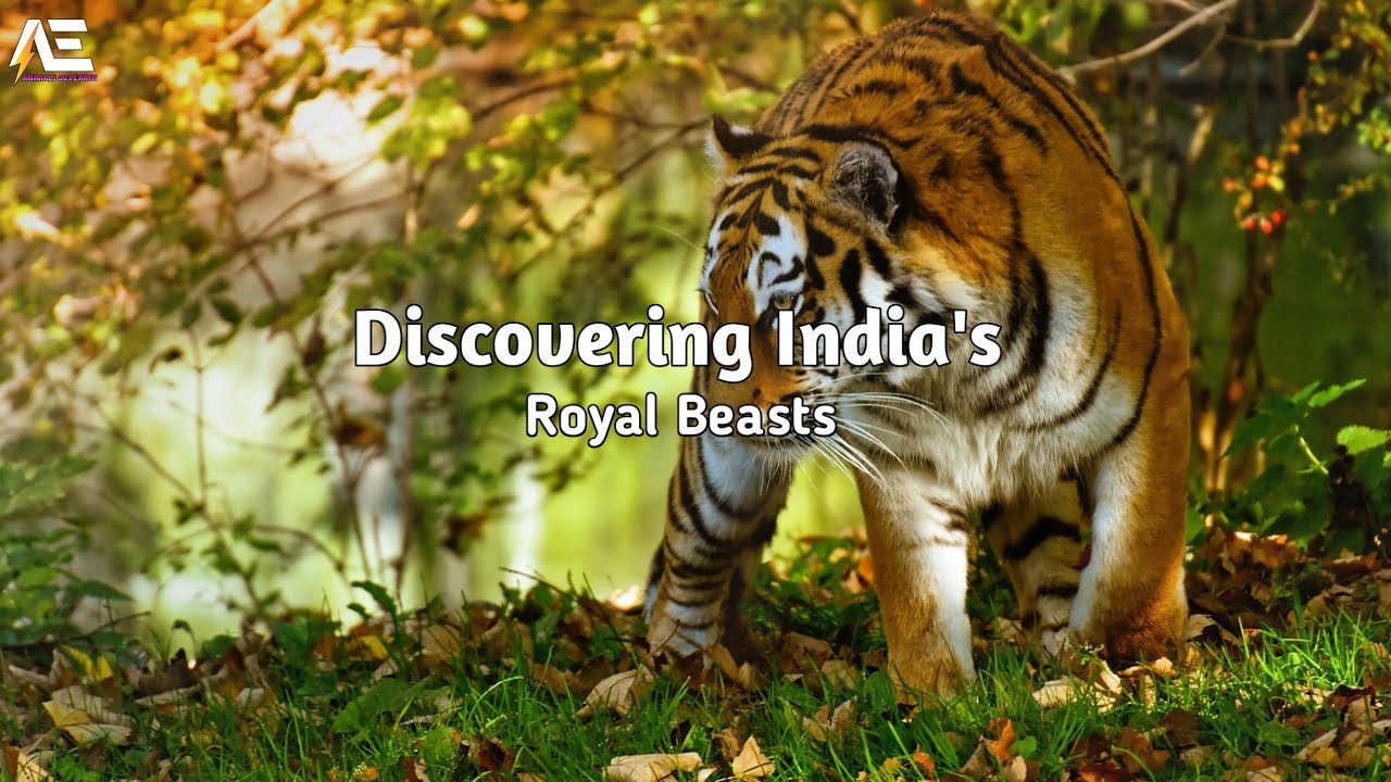 The Majestic Tigers of India: Exploring the Royal Beasts in the Wild ...