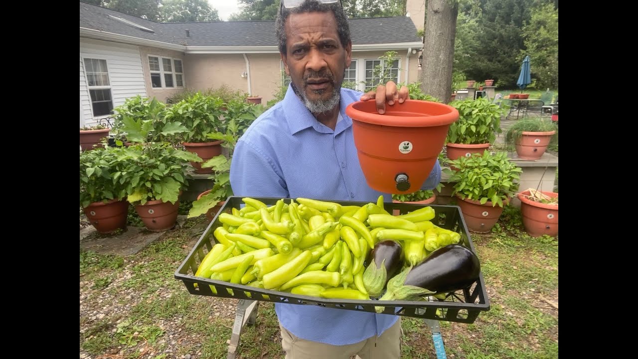 First harvest 150 peppers #Pepper #Peppers #Garden - YouTube