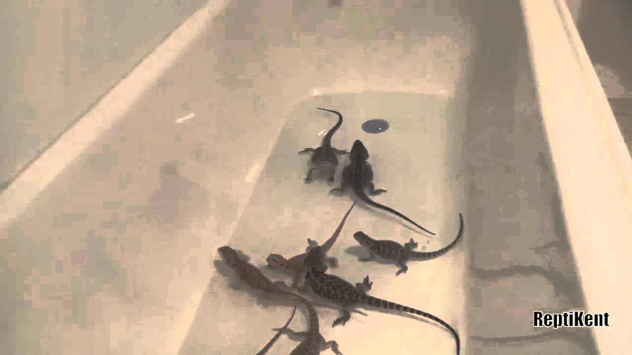 Baby Bearded Dragon Swimming (Attempt 2) - YouTube