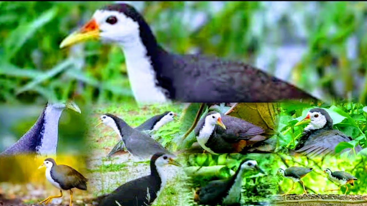 jal murgi ka natural voice jal murgi ka voice water hen ka video ...