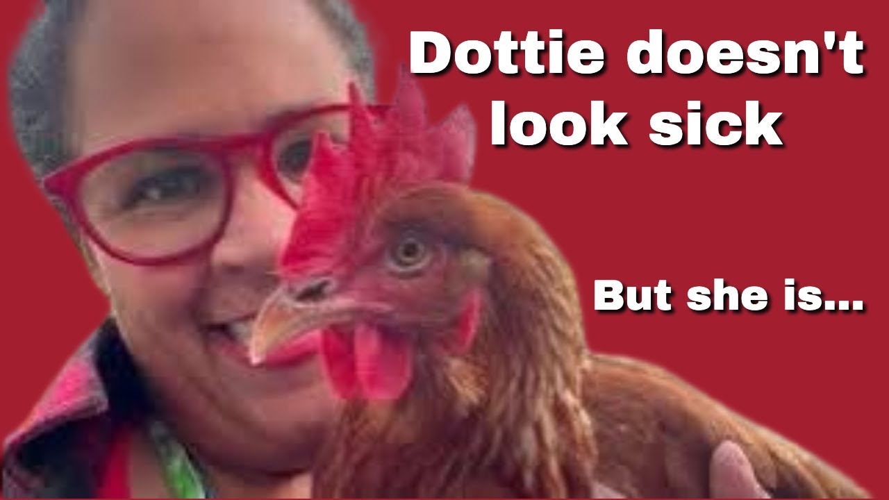 How do I know that Dottie Chicken is sick? | Urban Homestead VLOG - YouTube