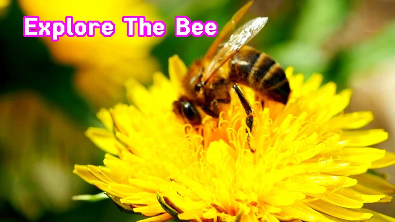 Explore The Bees | Buzzing Adventures: Exploring the World of Bees for Kids | Bees The Explorer ...