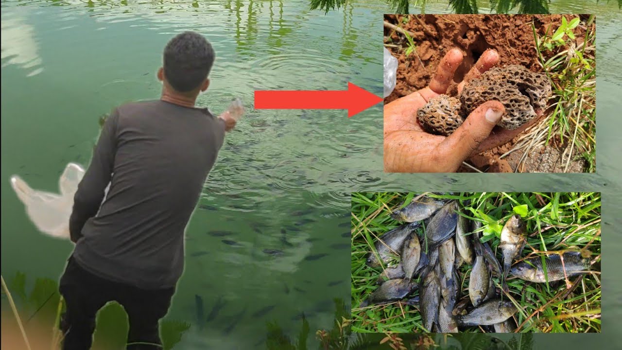 Indian hook bait fish catching unique way - YouTube