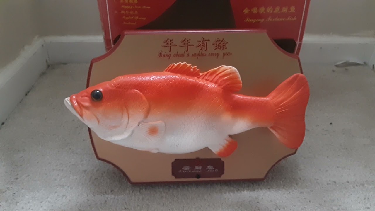 Singing Fortune Fish the singing sensation - YouTube