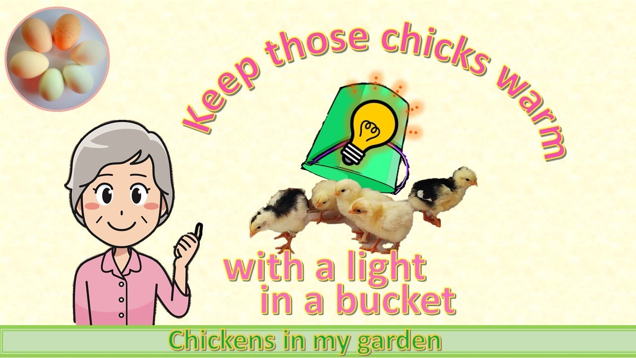 Keep chickens warm - put a light bulb in a bucket! - YouTube