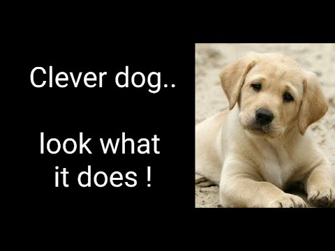 Moti | dogs | unique interesting | grandma's | bedtime story | in ...