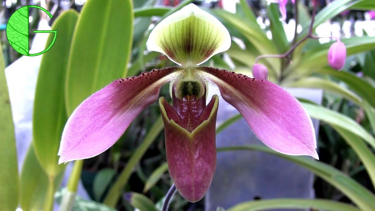 Paph appletonianum • Orchid collection growth, buds, blooms • 2 March ...
