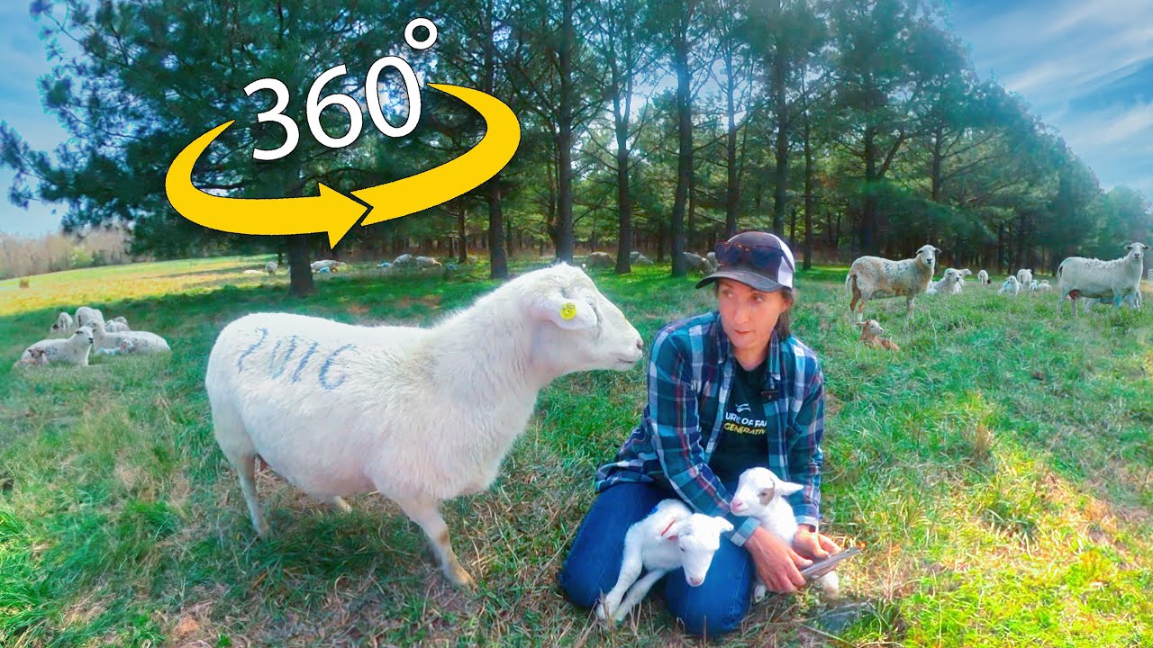 360 Virtual Sheep Farm Training | Caring for Newborn Lambs - YouTube