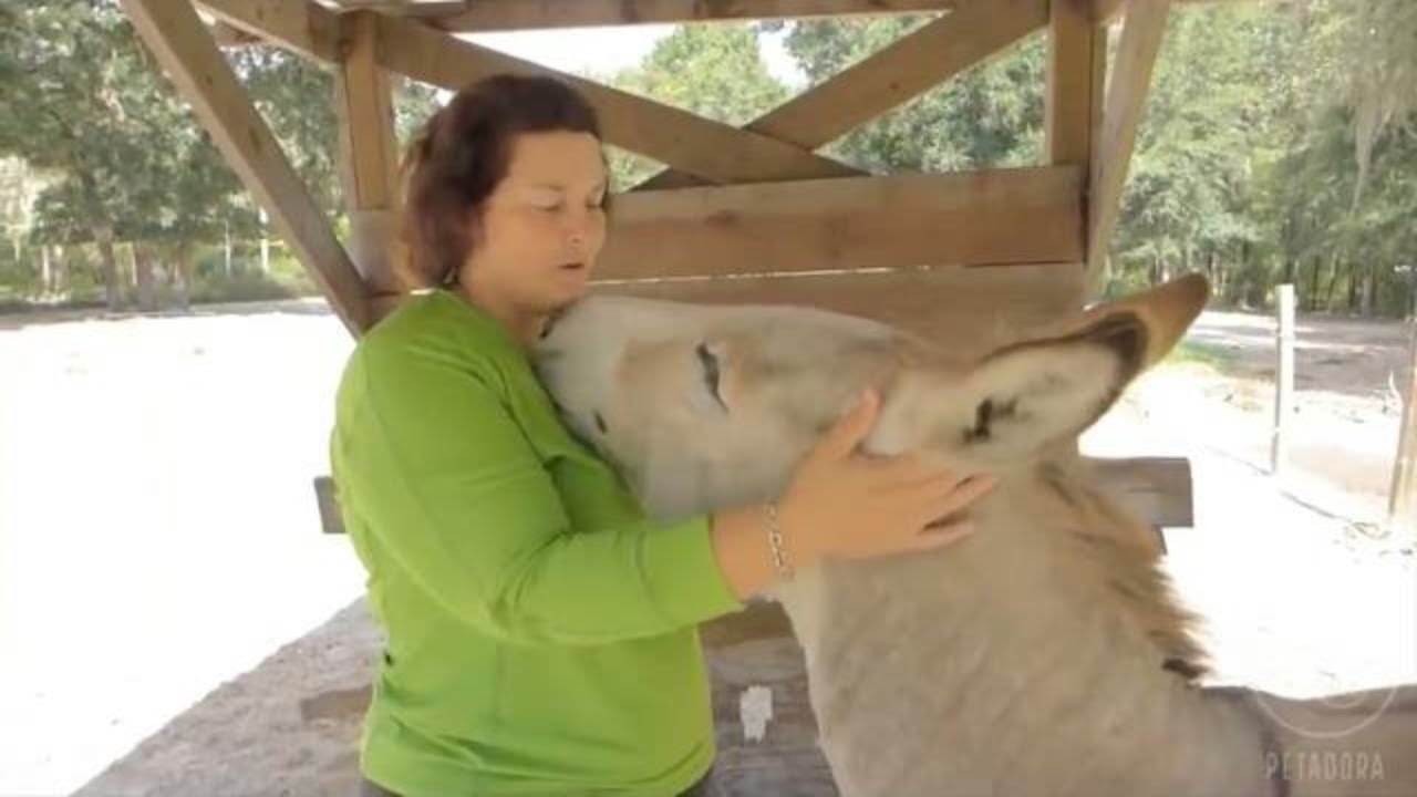 How donkeys changed the course of human history - YouTube