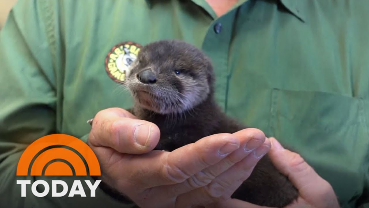 Adorable Otter Rescued And Nursed Back To Health | TODAY - YouTube