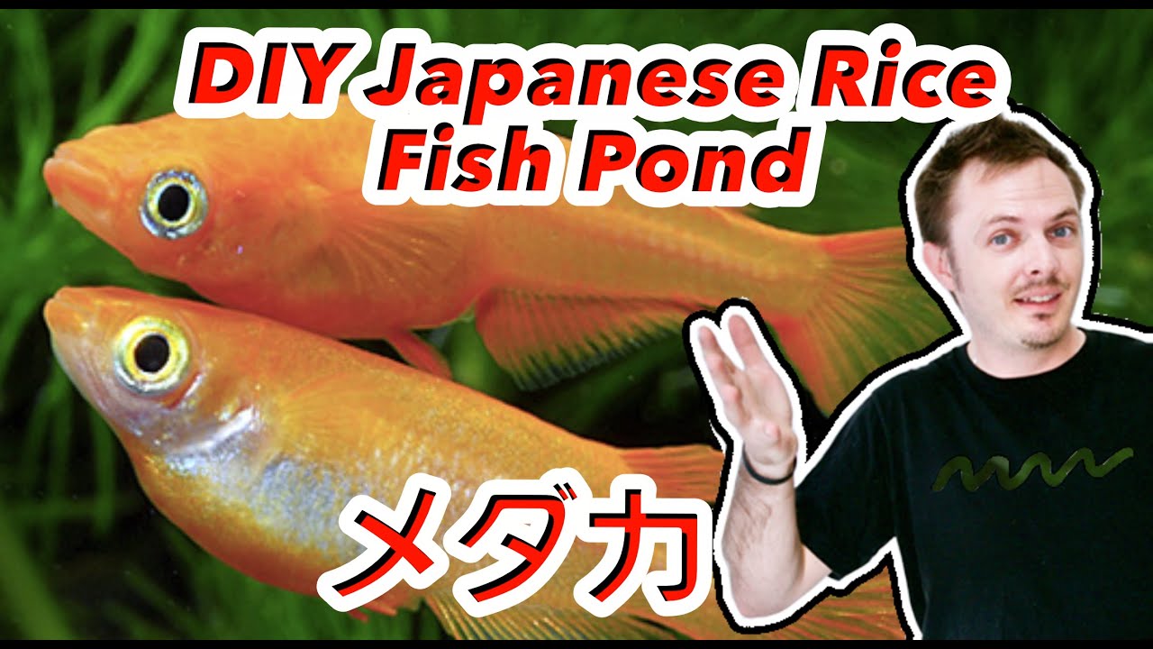 My DIY Japanese Rice Fish MINI POND In Japan ! - YouTube