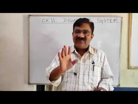 icse class ix biology ch- 13. Digestive system part-1 - YouTube
