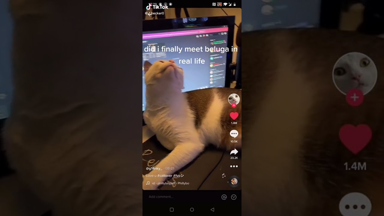The Beluga cat in real life - YouTube